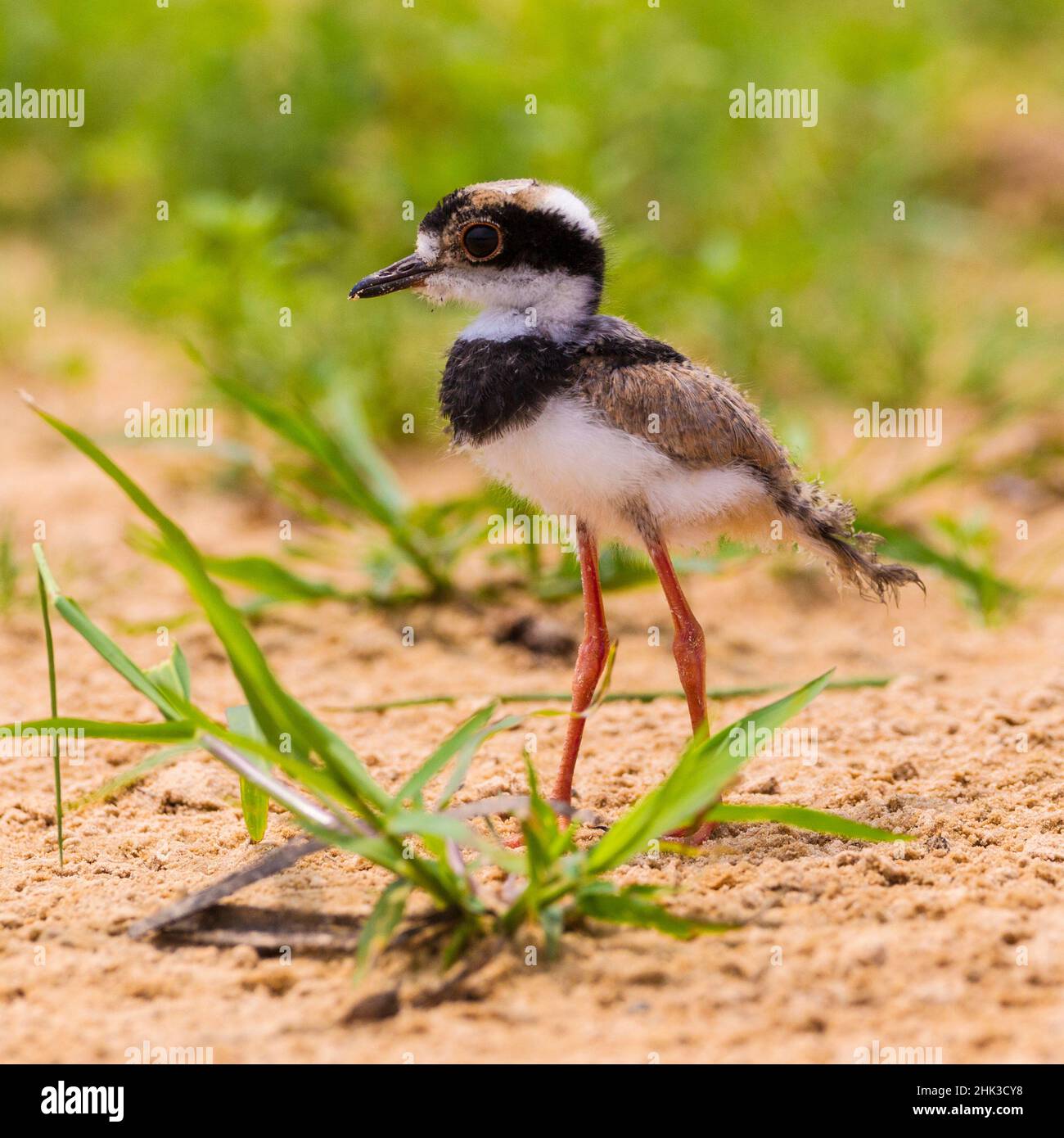 South America. Brazil. A juvenile pied lapwing (Vanellus cayanus) along ...