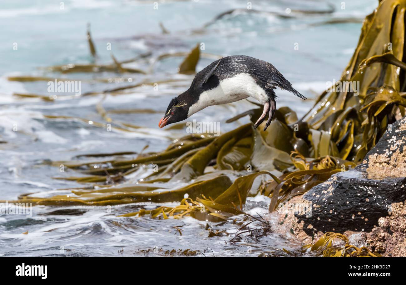 Rockhopper Penguin (Eudyptes chrysocome), subspecies western rockhopper ...