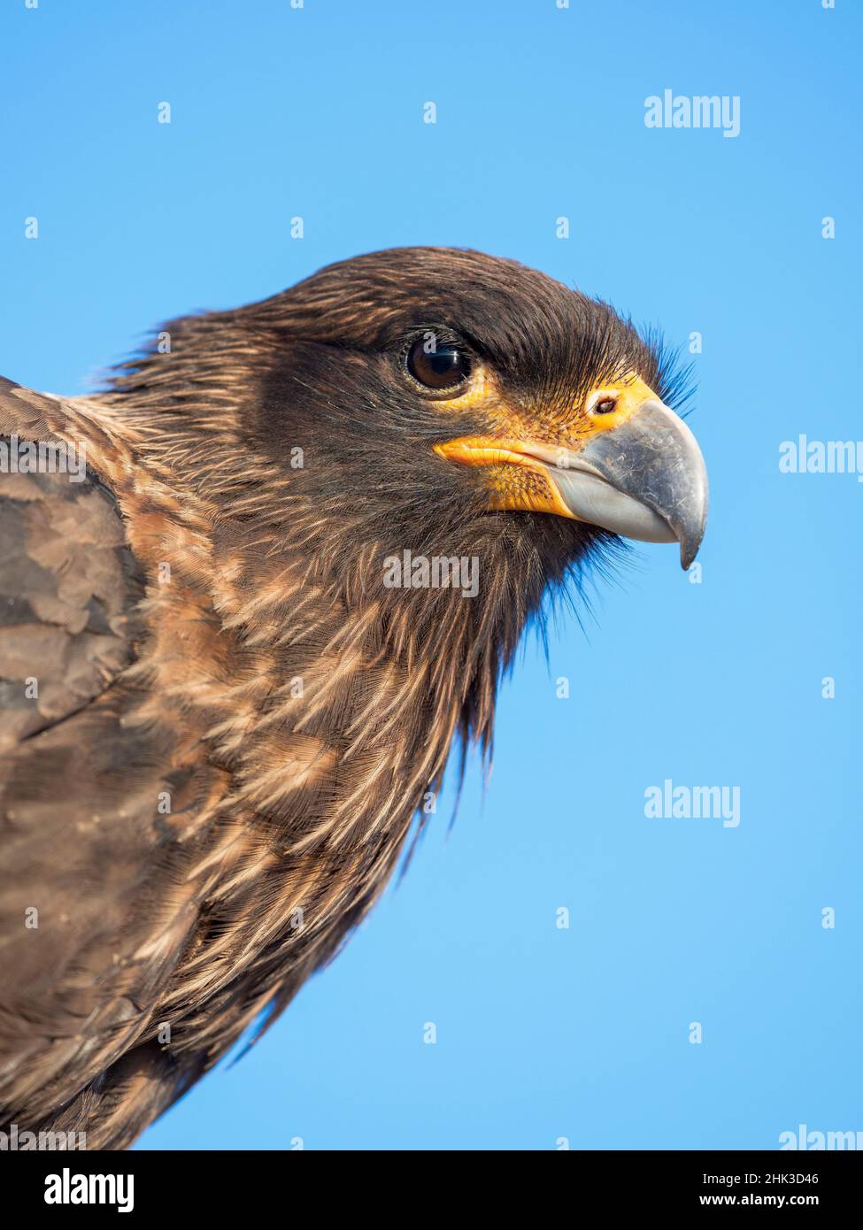 Adult with typical yellow skin in face. Striated Caracara or Johnny ...