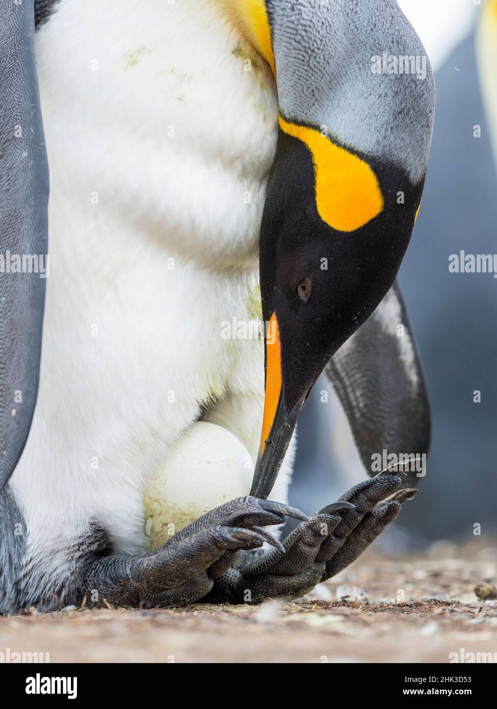Emperor Penguin Egg On Feet