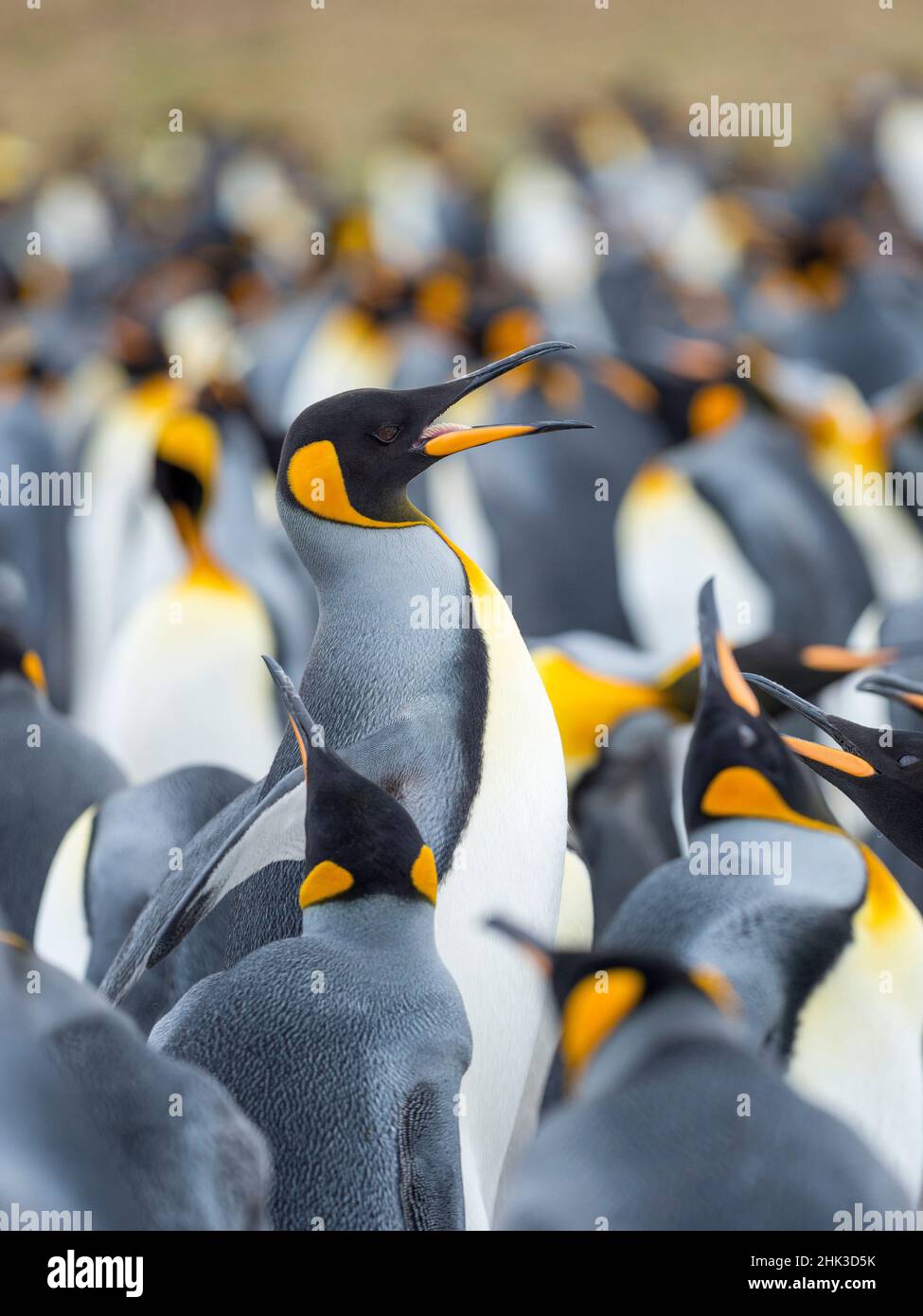 Adult king penguin running through rookery while being pecked at by ...