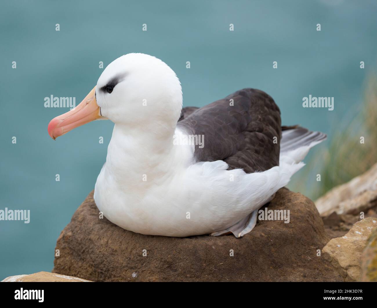 Adult brooding on tower-shaped nest. Black-browed albatross, Falkland ...