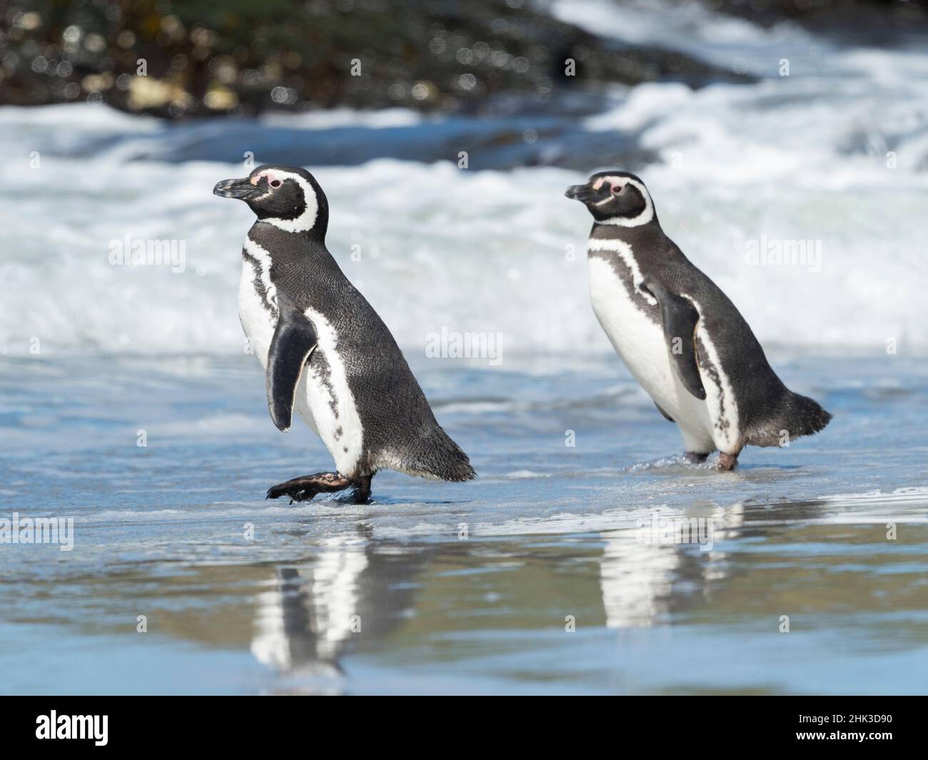 Magellanic Penguin, Falkland Islands Stock Photo - Alamy