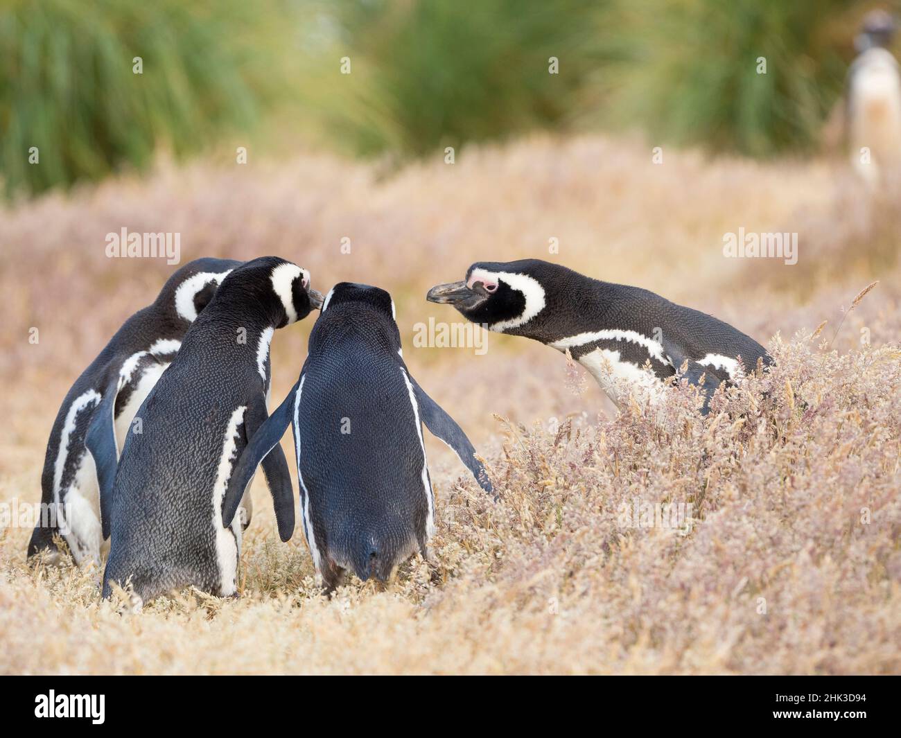 Magellanic Penguin Social Interaction And Behavior In A Group Falkland