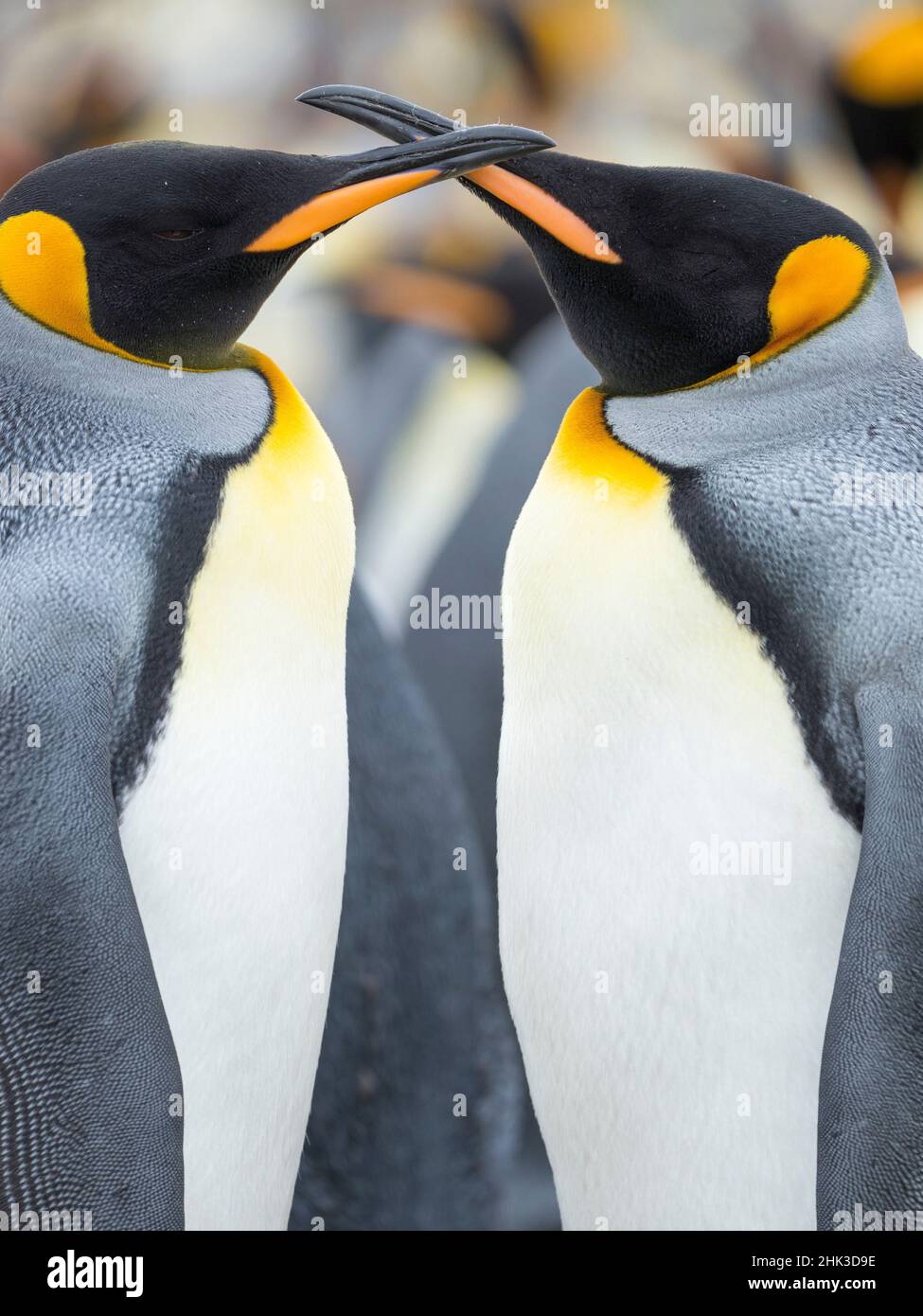 King penguin symmetry hi-res stock photography and images - Alamy