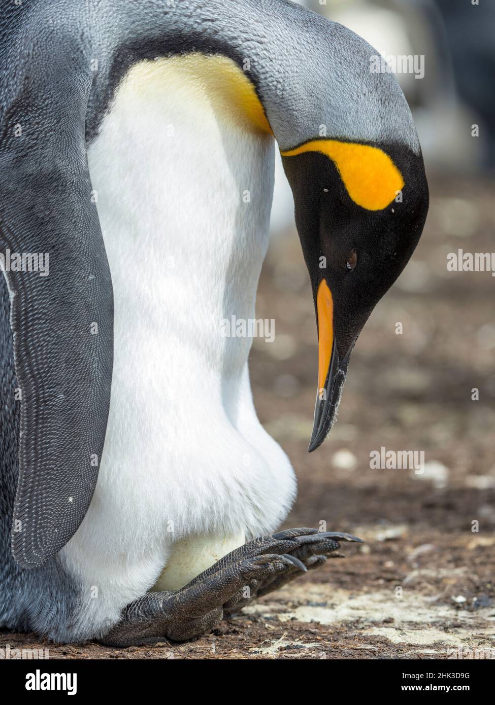 Egg being incubated by adult King Penguin while balancing on feet ...