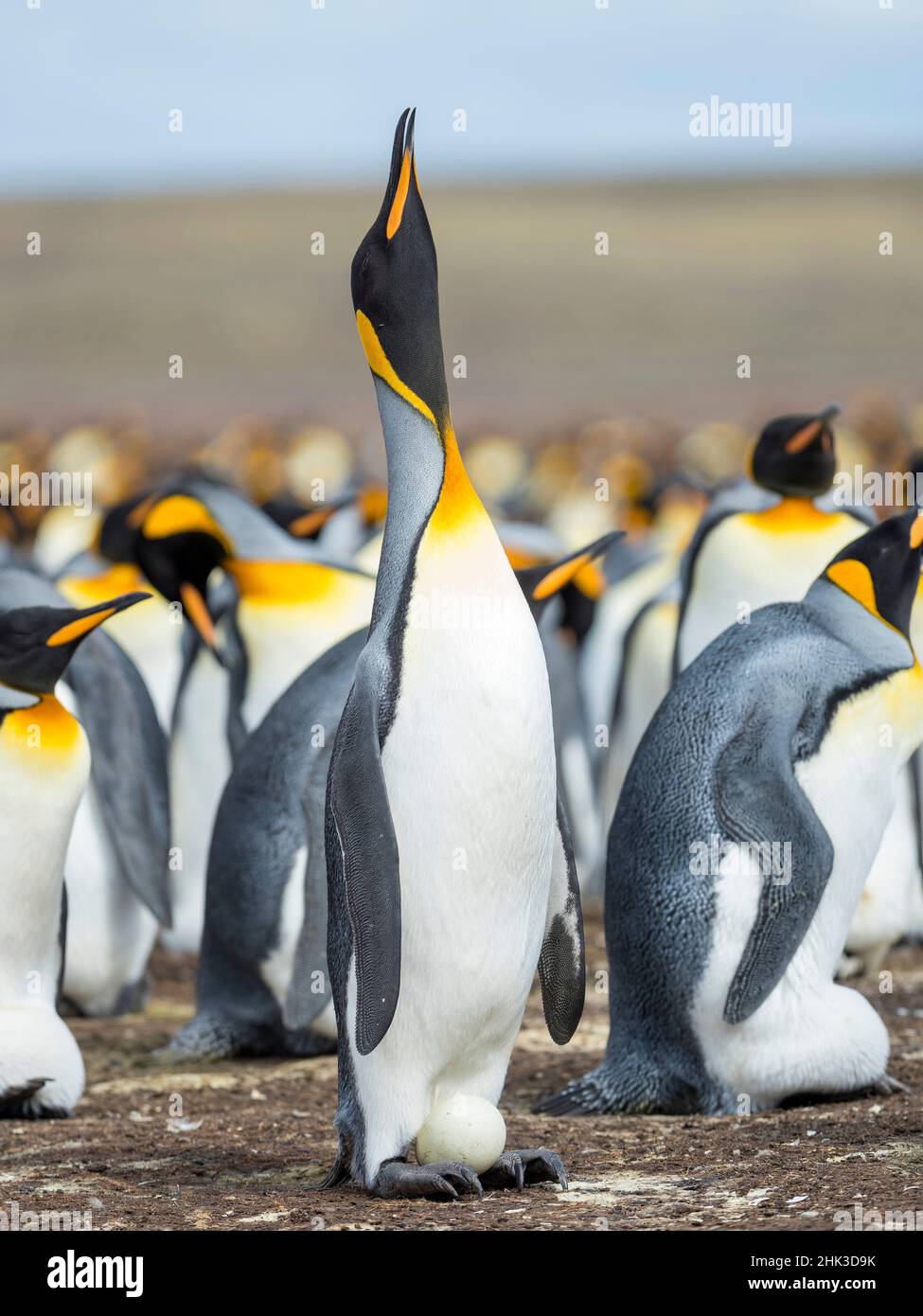 Egg being incubated by adult King Penguin while balancing on feet ...
