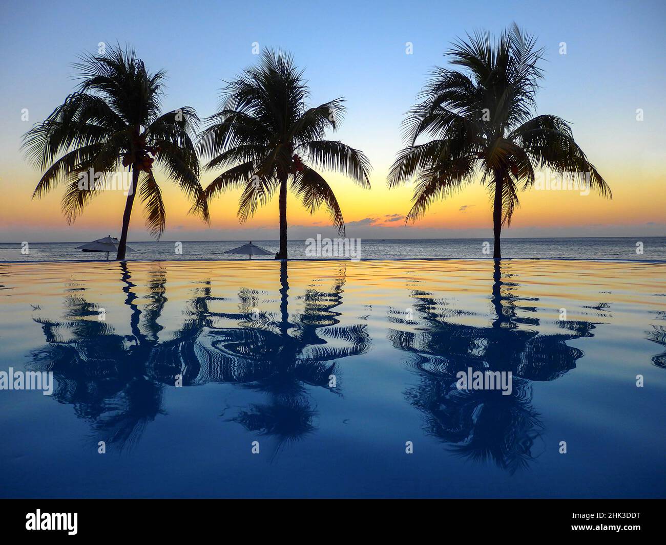 Caribbean, Honduras, Roatan. Infinity pool surrounded by palm trees ...