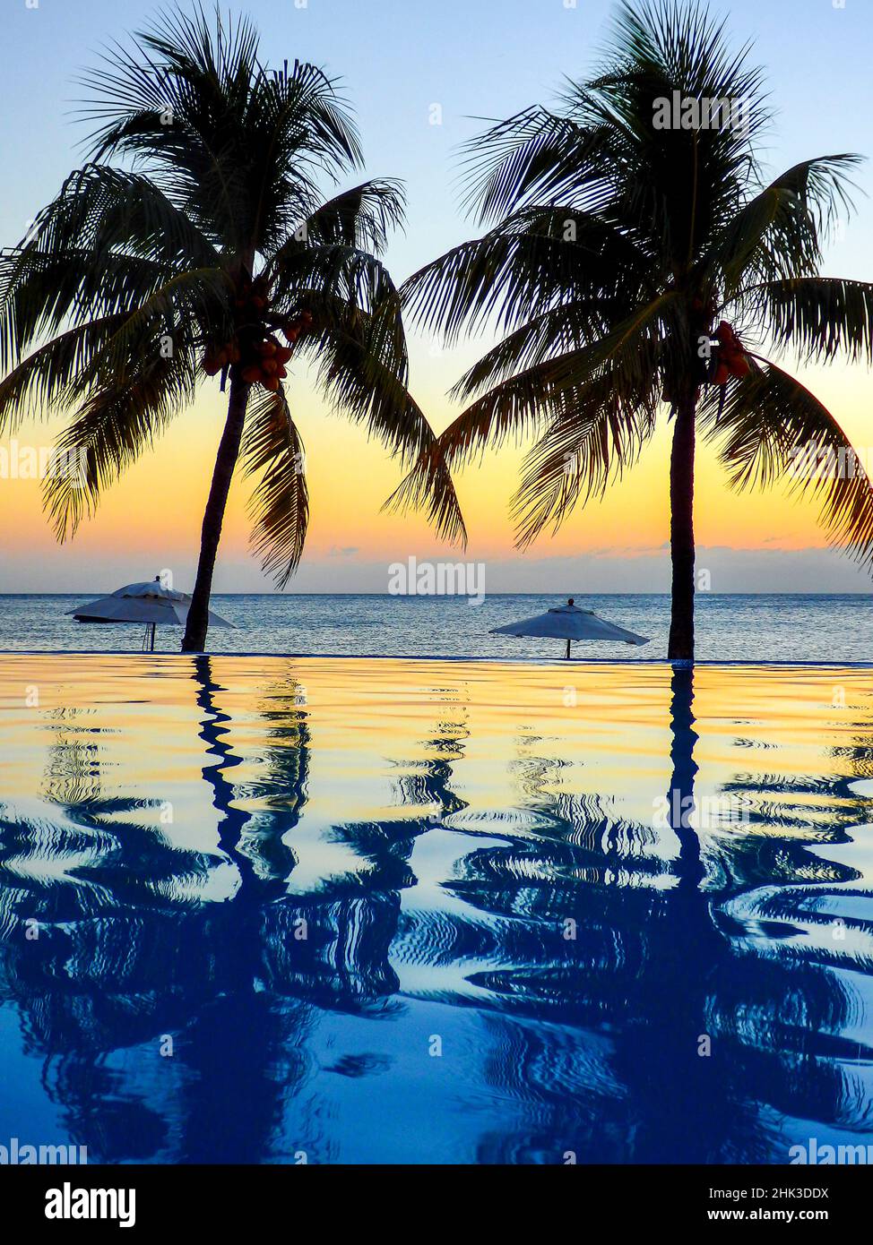 Caribbean, Honduras, Roatan. Infinity pool surrounded by palm trees ...