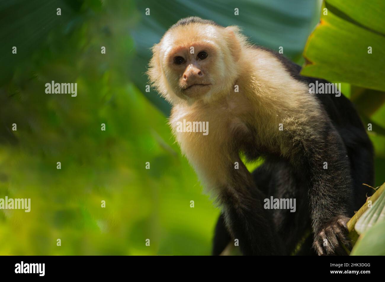 Costa Rica, monkey, spider monkey, tree Stock Photo - Alamy