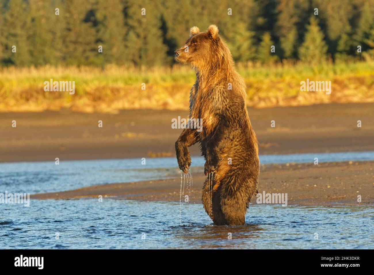 Brown bear standing upright, Silver Salmon Creek, Lake Clark National ...