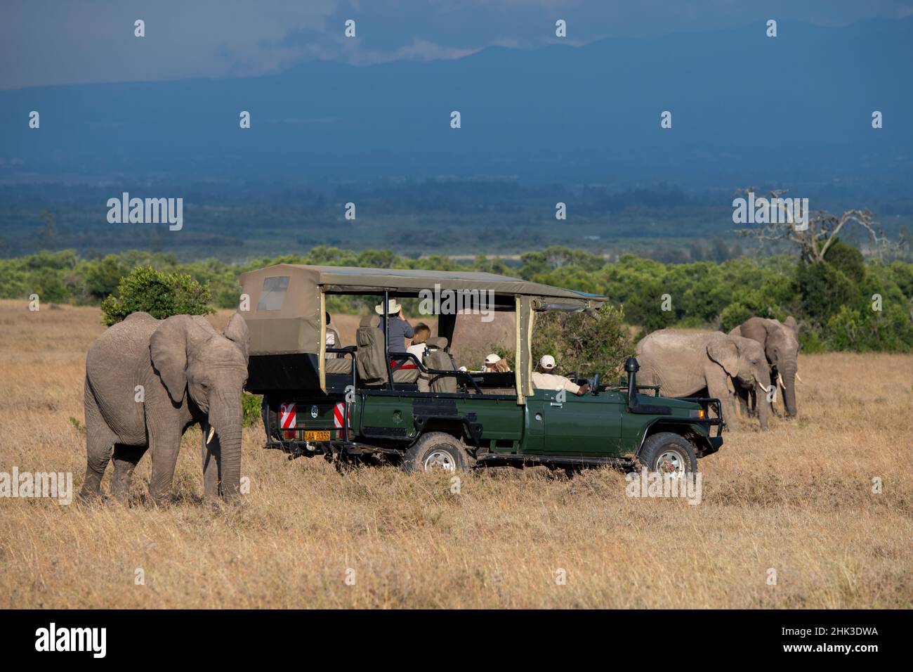 Africa, Kenya, Ol Pejeta Conservancy. Safari jeep surrounded by African elephants. (Editorial ...