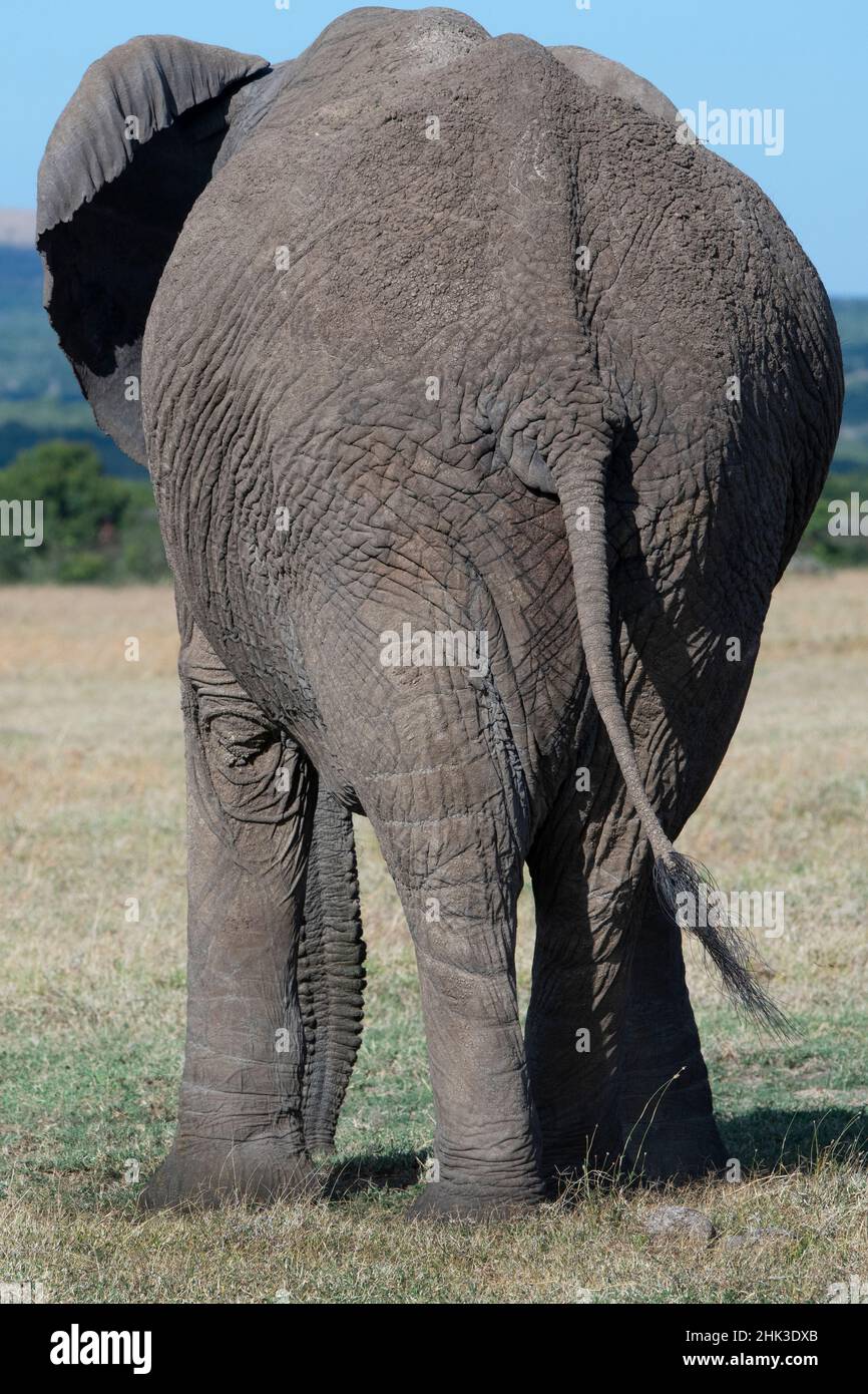 Elephant ol conservancy hi-res stock photography and images - Alamy