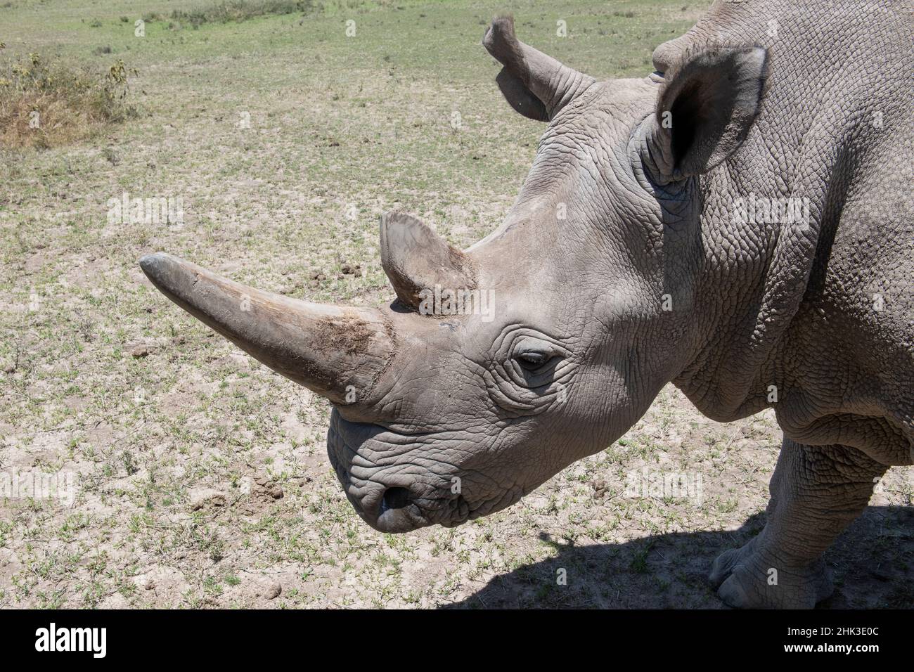 Africa, Kenya, Ol Pejeta Conservancy, one of the last 2 critically ...