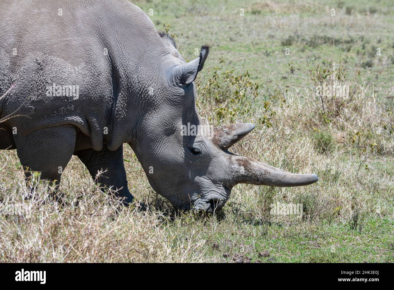 Africa, Kenya, Ol Pejeta Conservancy, one of the last 2 critically ...