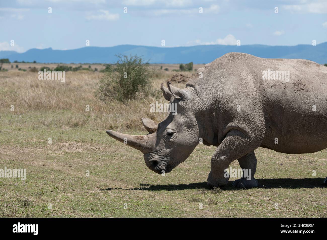 Africa, Kenya, Ol Pejeta Conservancy. One the last 2 critically ...