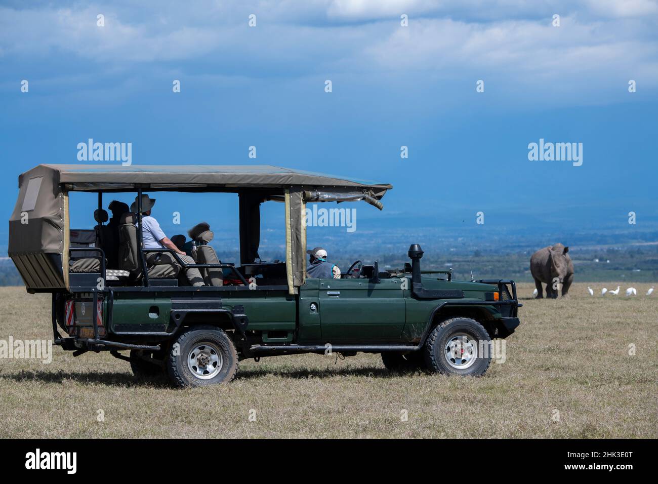 Africa, Kenya, Ol Pejeta Conservancy. Safari jeep with Southern white rhinoceros (Ceratotherium ...