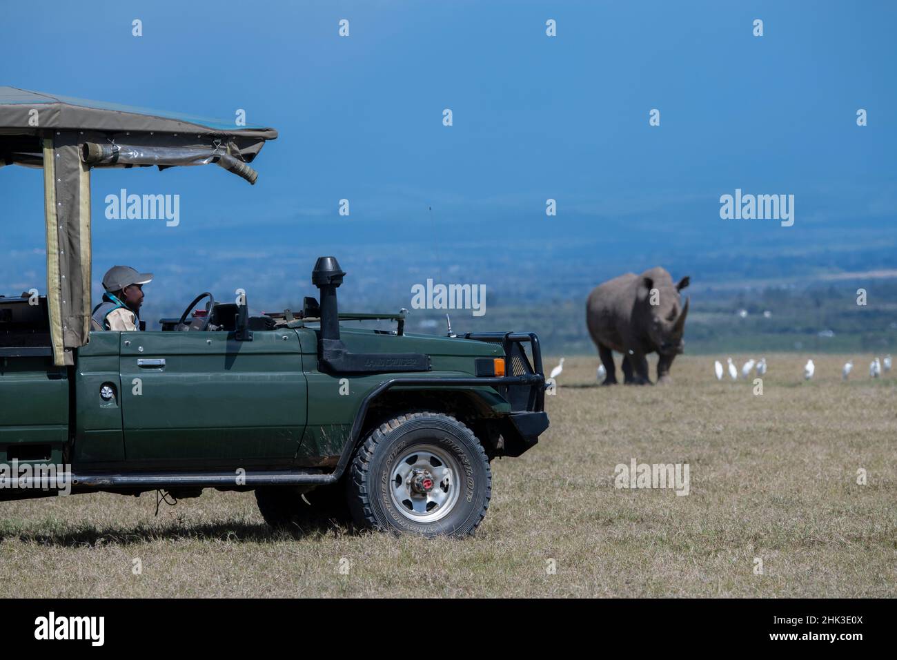 Africa, Kenya, Ol Pejeta Conservancy. Safari jeep with Southern white rhinoceros (Ceratotherium ...