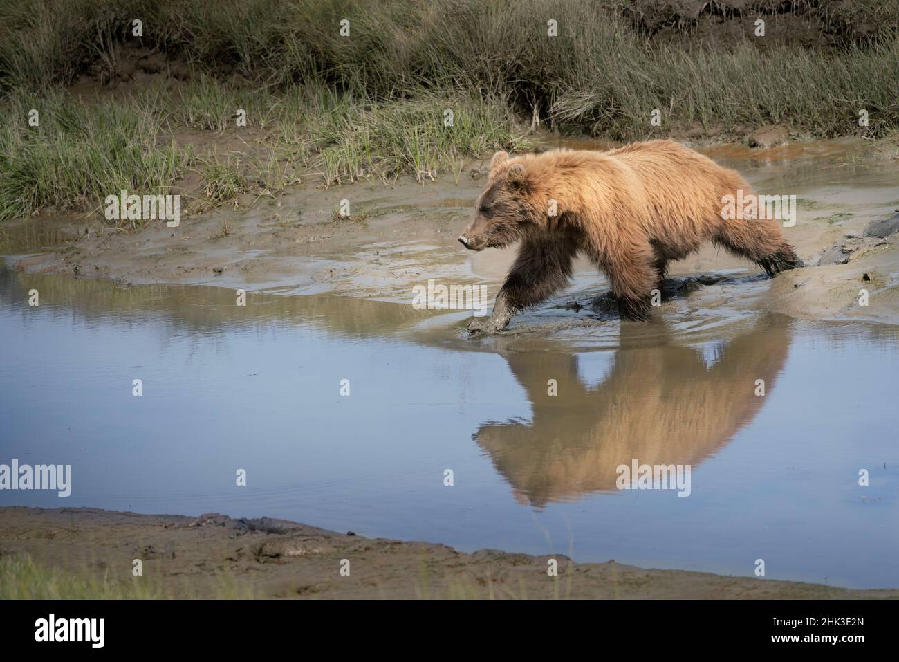 USA, Alaska, Lake Clark National Park. Grizzly bear sow entering water ...