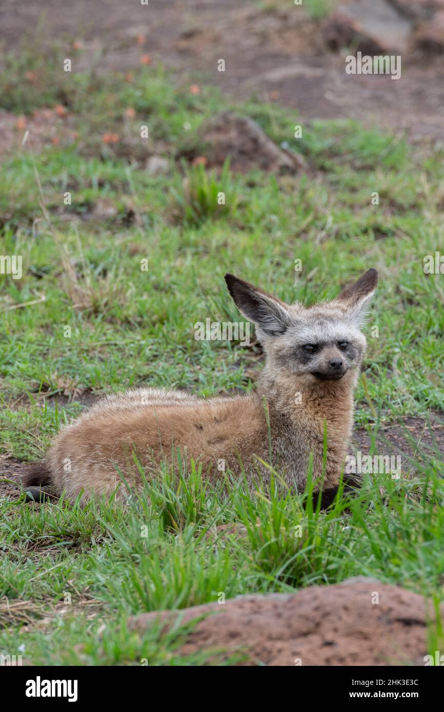 Africa, Kenya, Northern Serengeti Plains, Maasai Mara. Bat-eared fox ...