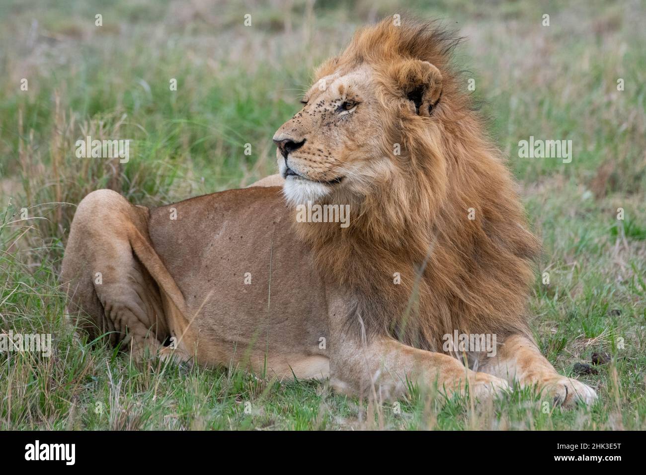 Africa, Kenya, Serengeti Plains, Maasai Mara. Male lion with flies on ...
