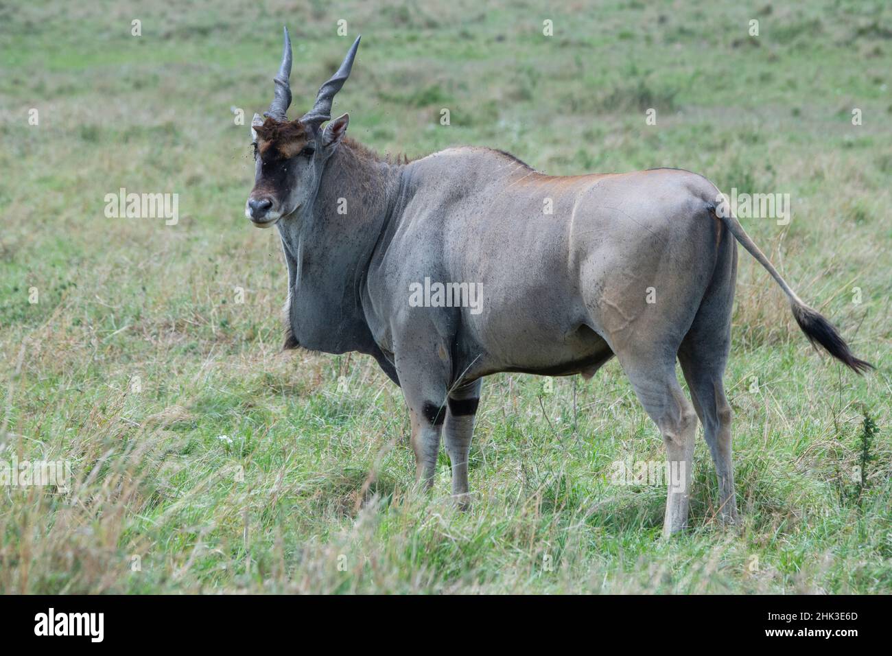 Africa, Kenya, Serengeti, Maasai Mara. Male common eland (Taurotragus ...