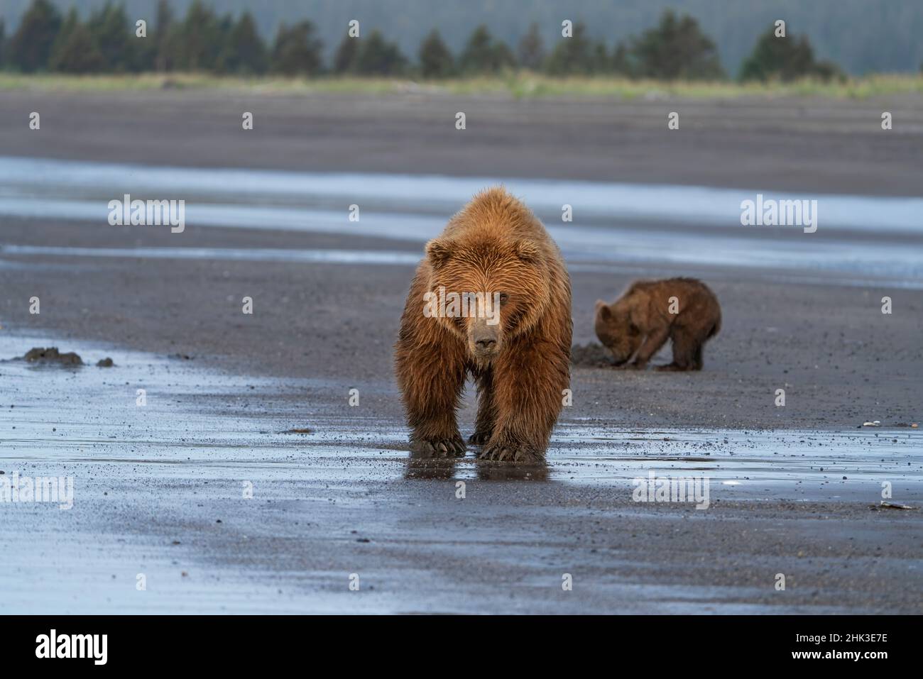 USA, Alaska, Lake Clark National Park. Grizzly bear sow and cub hunt ...