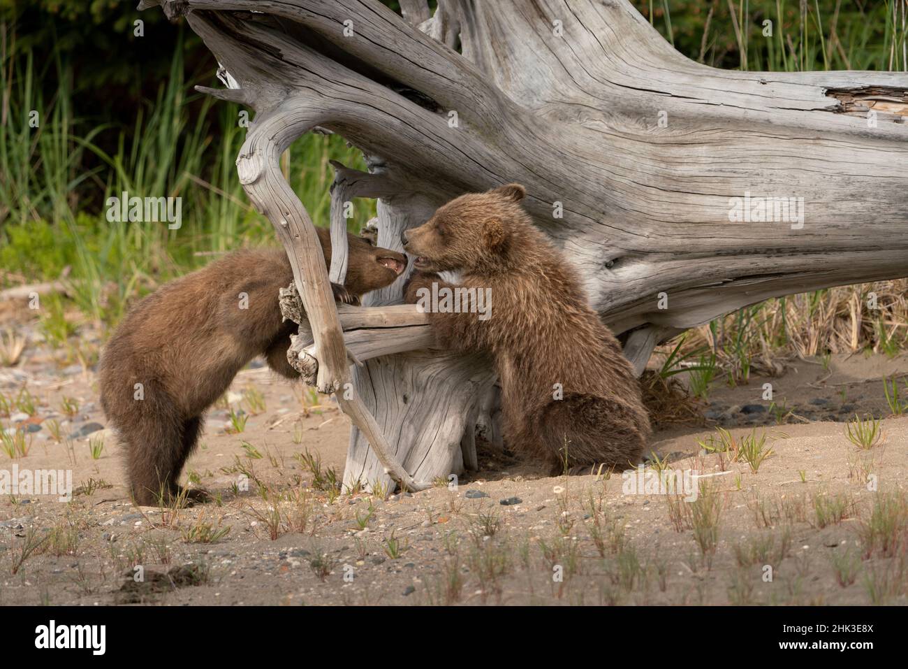 USA, Alaska, Lake Clark National Park. Grizzly bear cubs playing on ...