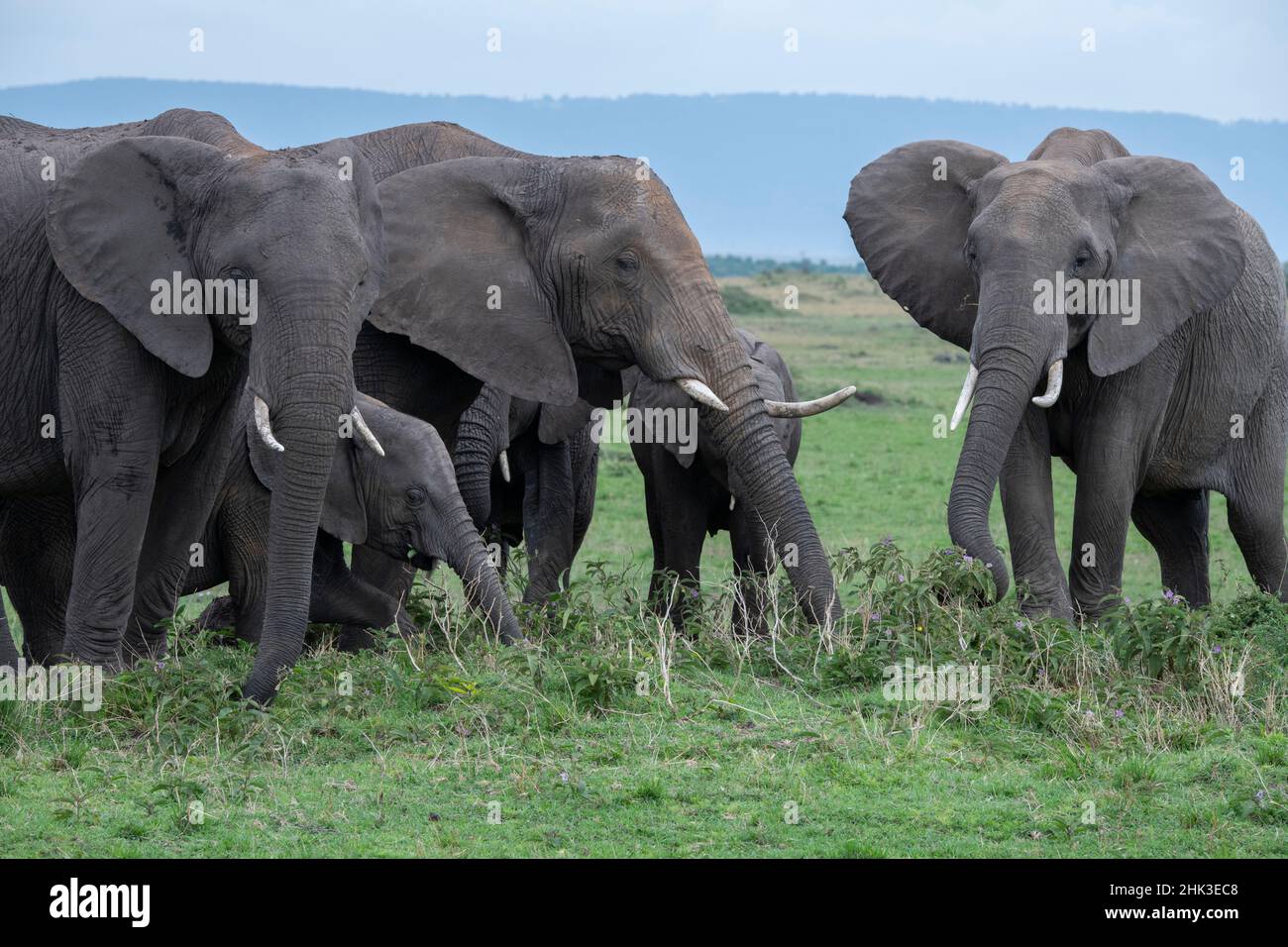Africa,Tanzania, Serengeti Plains. African elephants Stock Photo - Alamy