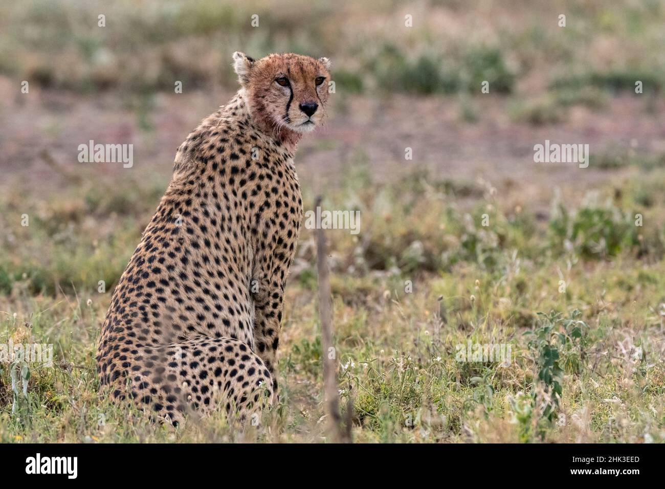 Cheetah (Acinonyx jubatus) hunting blue wildebeest (Connochaetes ...