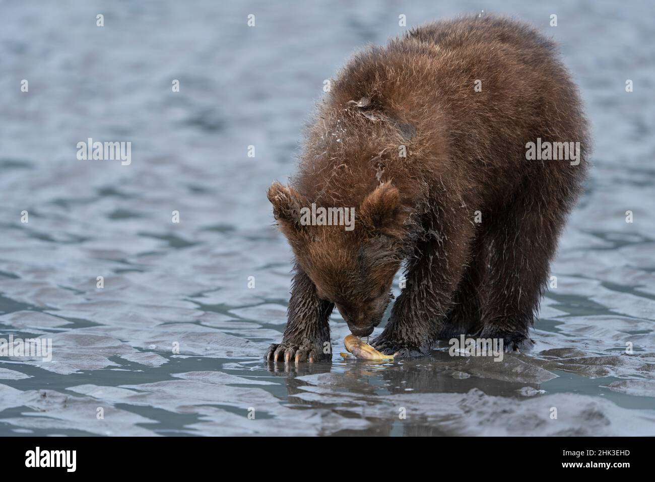 USA, Alaska, Lake Clark National Park. Grizzly bear cub eating clam ...
