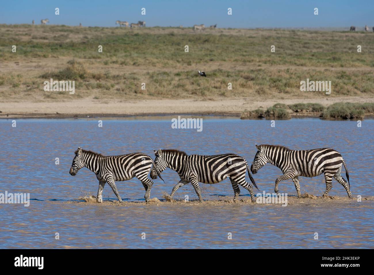 Plains zebras, Equus quagga, walking in the Hidden Valley lake, Ndutu ...