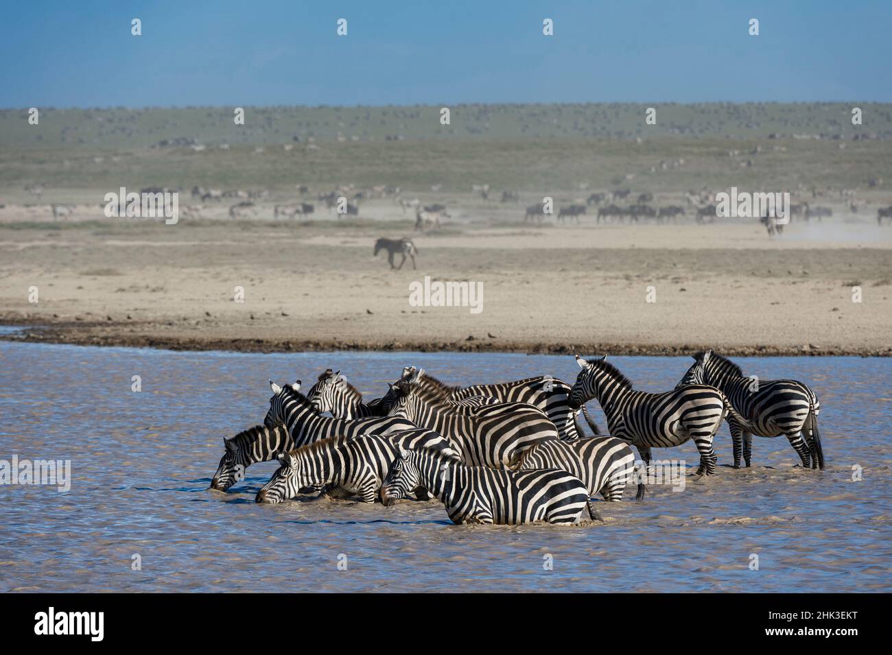Plains zebras, Equus quagga, drinking in the Hidden Valley lake, Ndutu ...