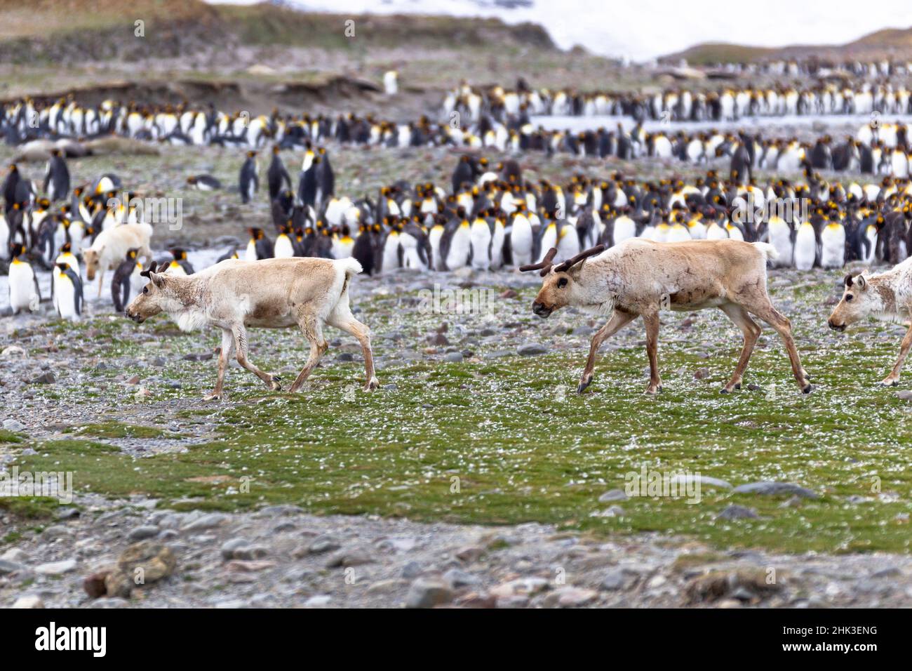 Southern Ocean, South Georgia, St. Andrew's Bay, reindeer, Rangifer ...