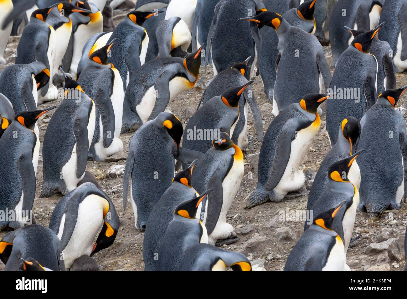 Southern Ocean, South Georgia. Adult penguins with young chicks on ...