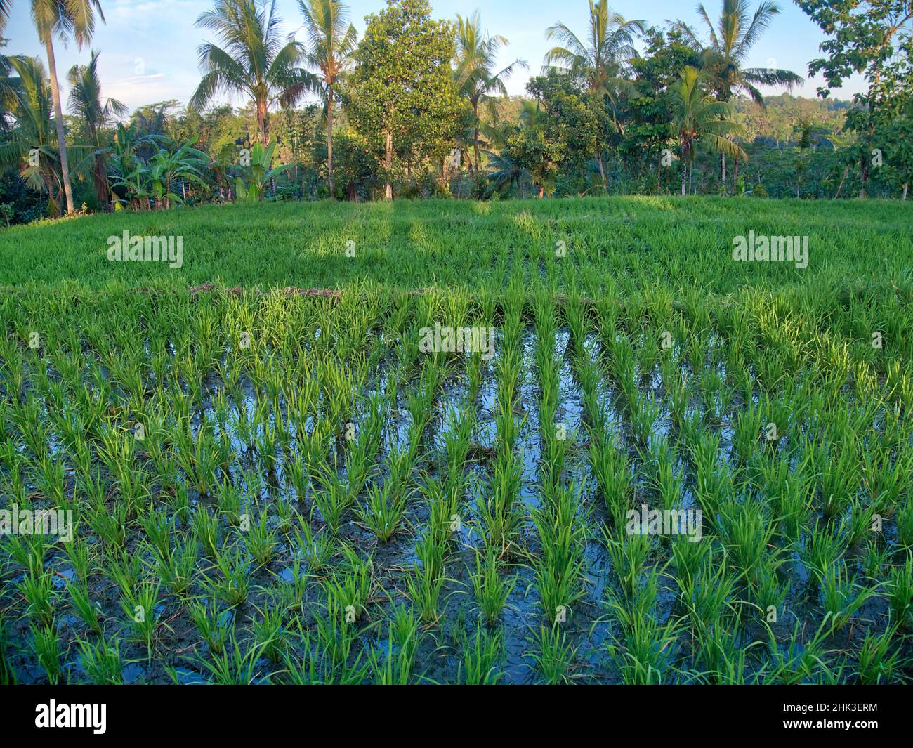 Indonesia, Bali, Ubud. Rice fields and palm trees Stock Photo - Alamy