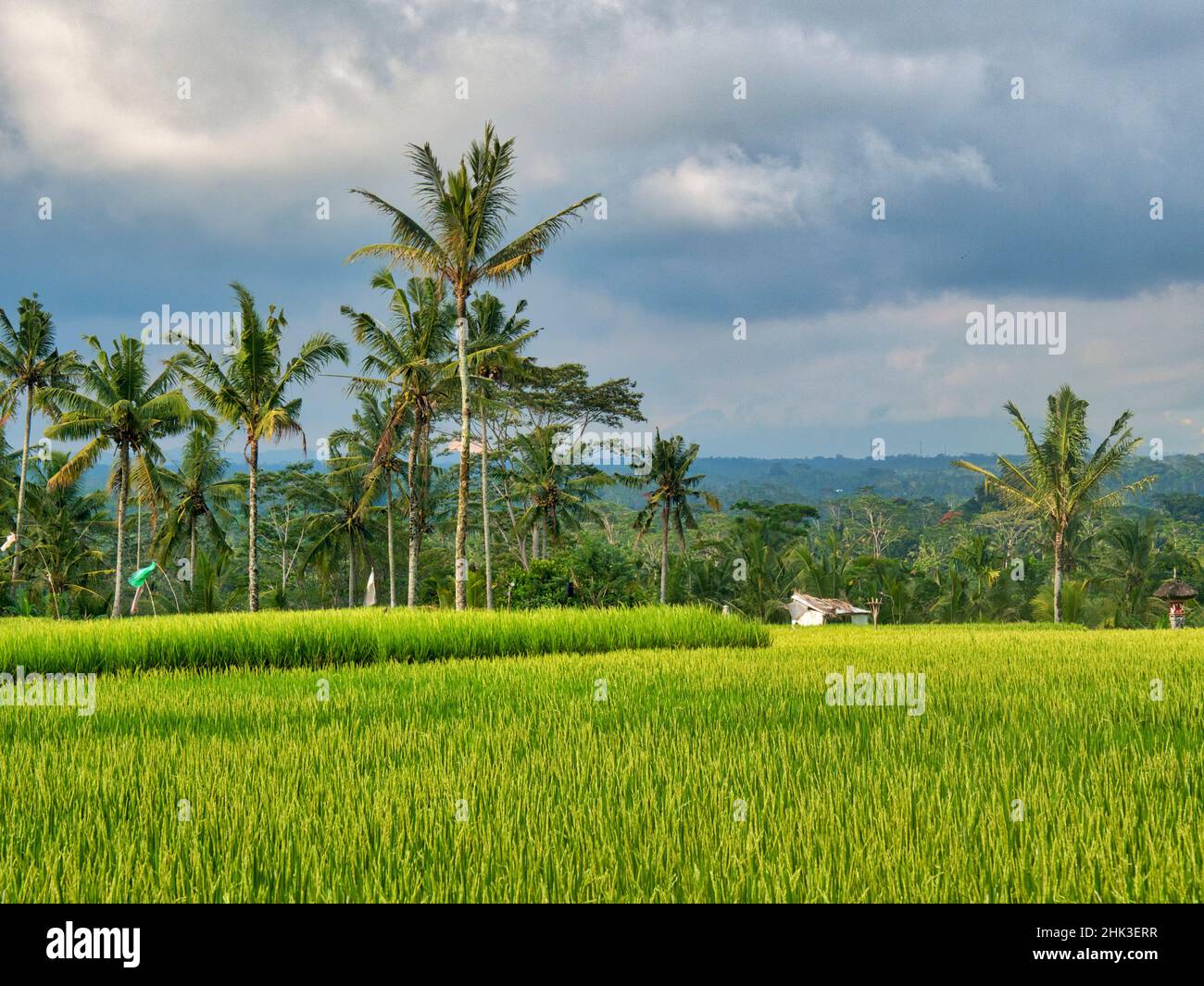 Indonesia, Bali, Ubud. Rice fields and palm trees Stock Photo - Alamy