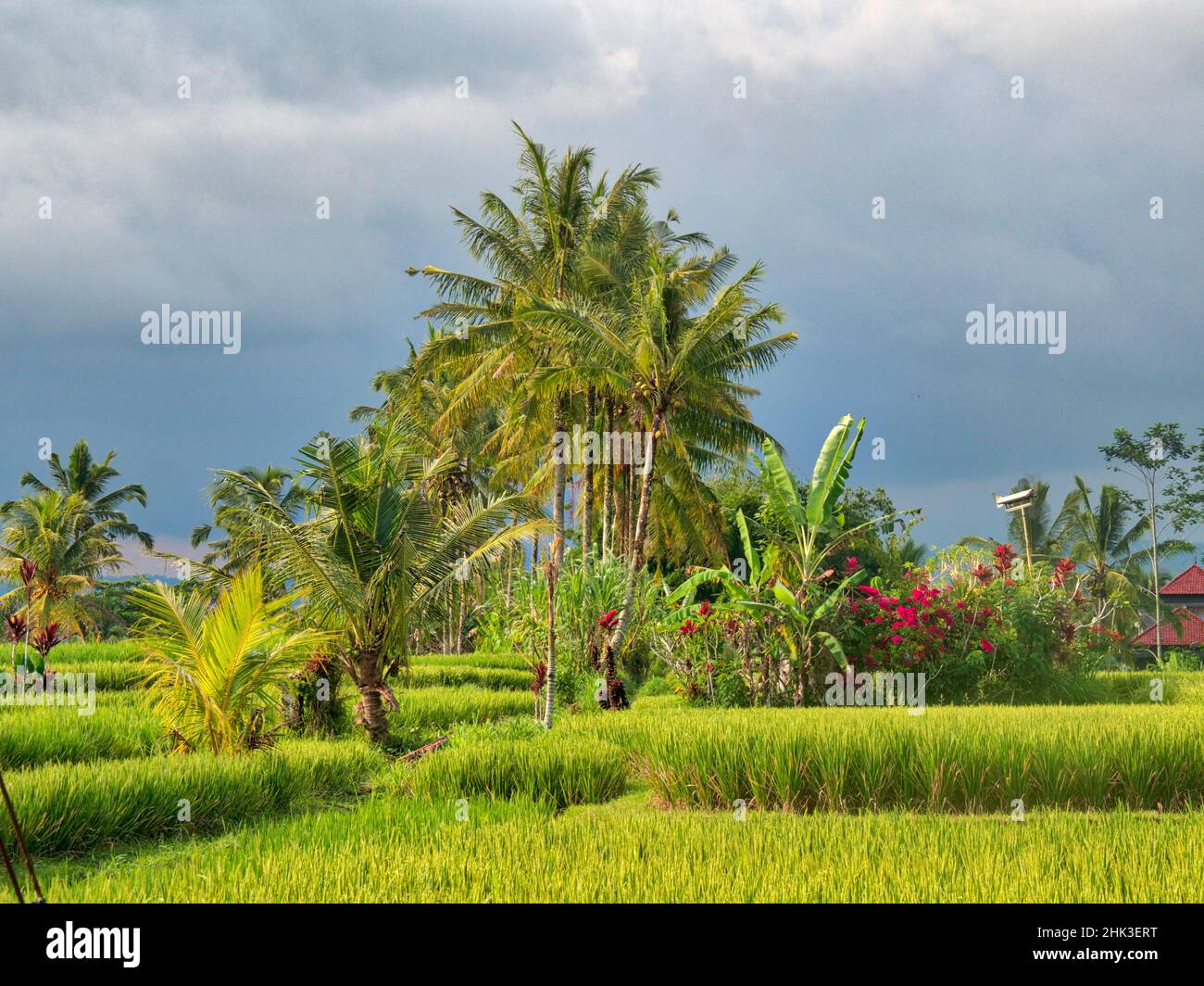 Ubud rice fields hi-res stock photography and images - Alamy