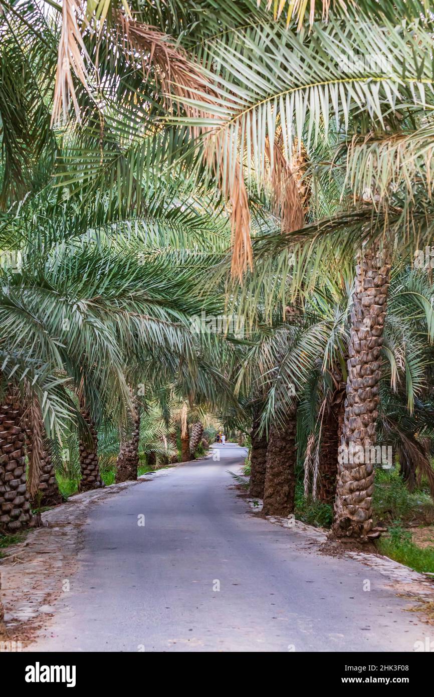 Middle East, Arabian Peninsula, Oman, Ad Dakhiliyah, Nizwa. Palm trees ...