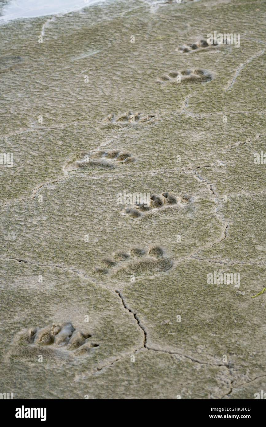 Brown bear paw prints hi-res stock photography and images - Alamy