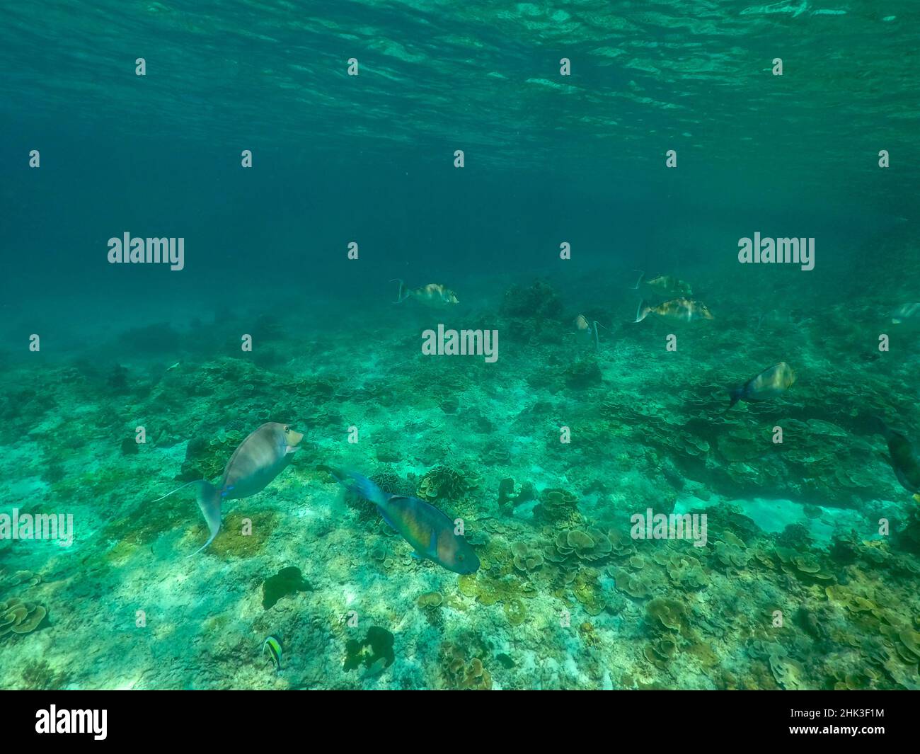 Ko miang thailand hi-res stock photography and images - Alamy