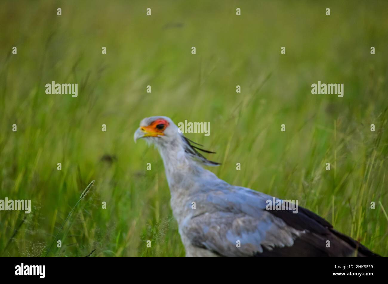 Secretary bird snake hi-res stock photography and images - Alamy