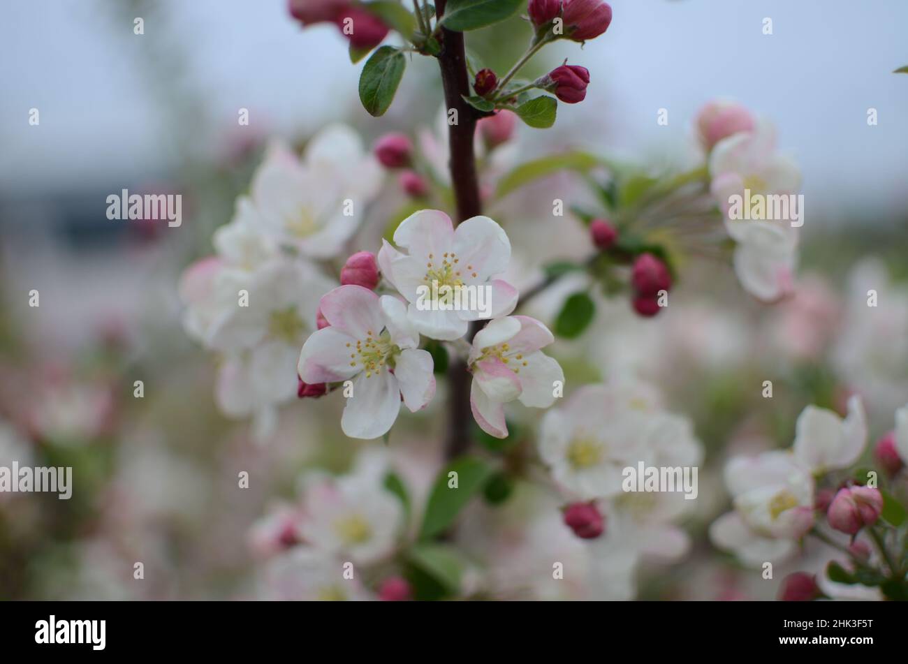flowering apple tree, apple blossoms Stock Photo - Alamy