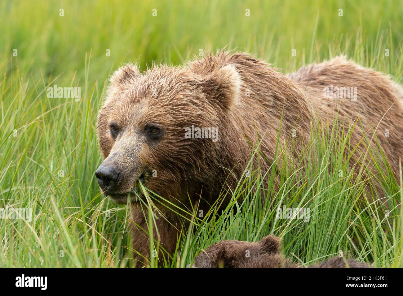 USA, Alaska, Lake Clark National Park. Close-up grizzly bear sow eating ...