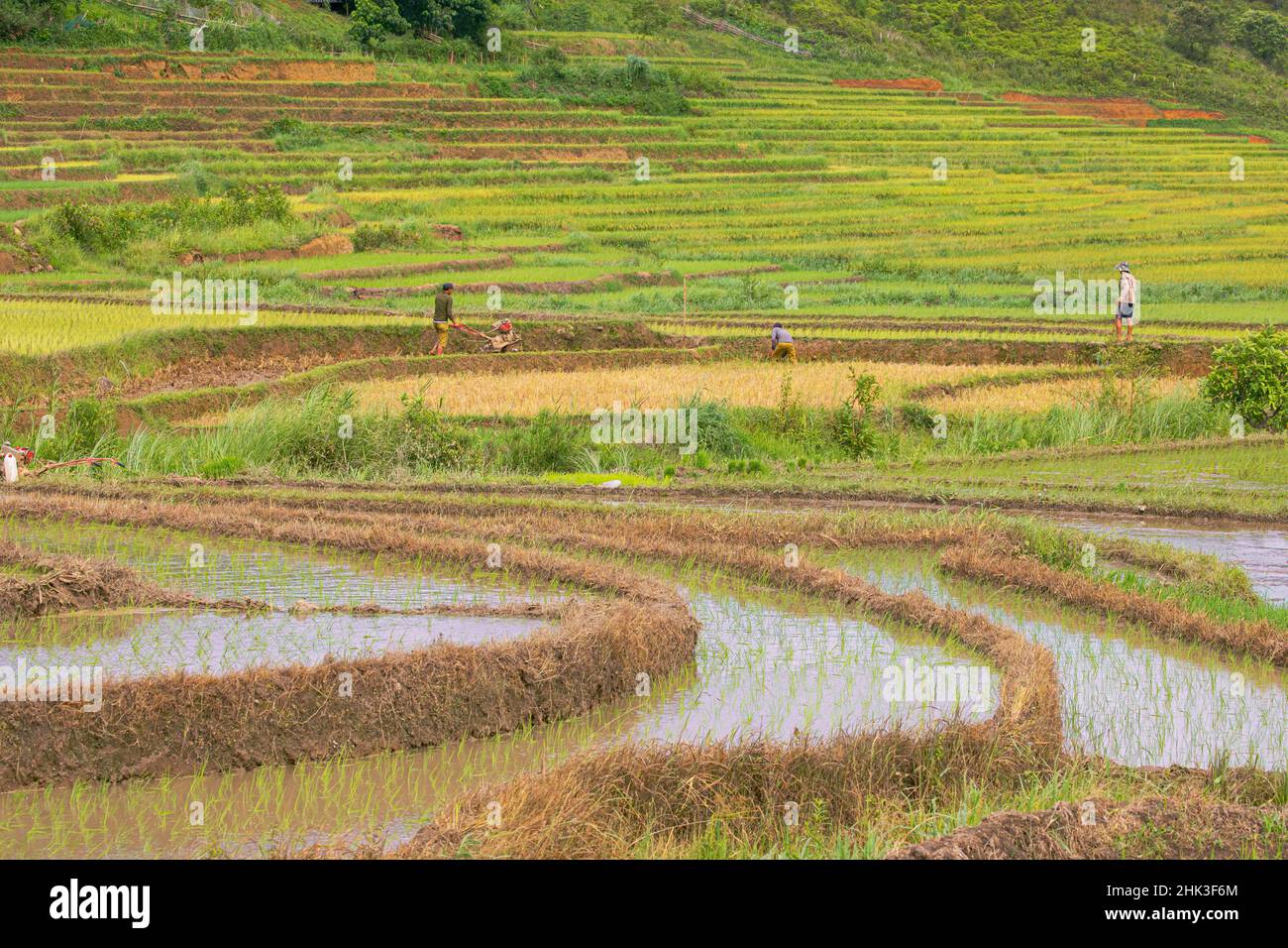 Vietnam . Rice paddies in the highlands of Sapa Stock Photo - Alamy