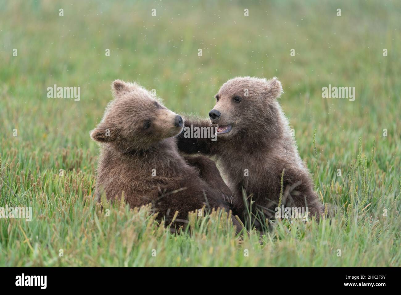 USA, Alaska, Lake Clark National Park. Grizzly bear cubs playing Stock ...