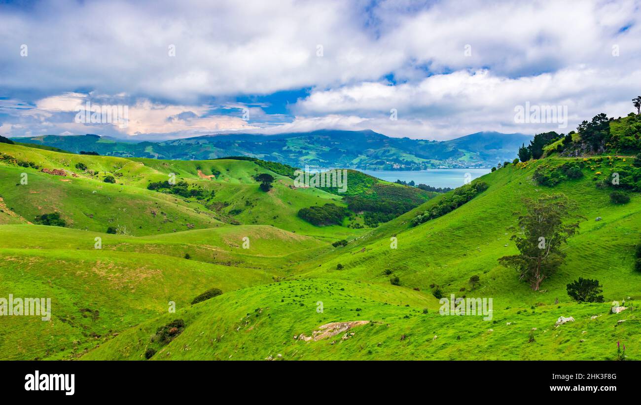 Rolling farmland on the Otago Peninsula, Dunedin, Otago, South Island ...