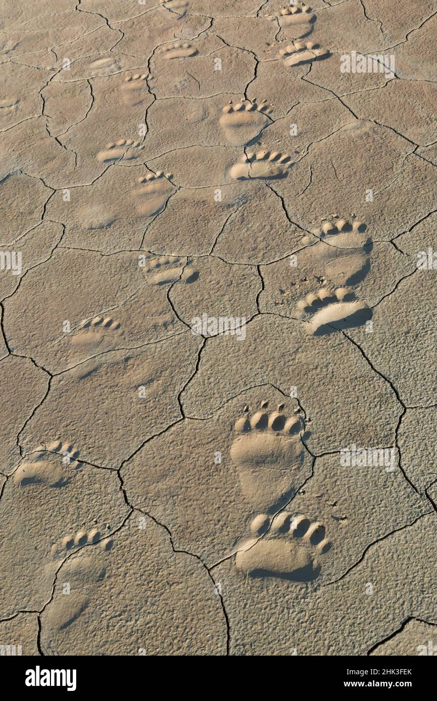 Footprints of adult and cub coastal grizzly bears in Lake Clark ...