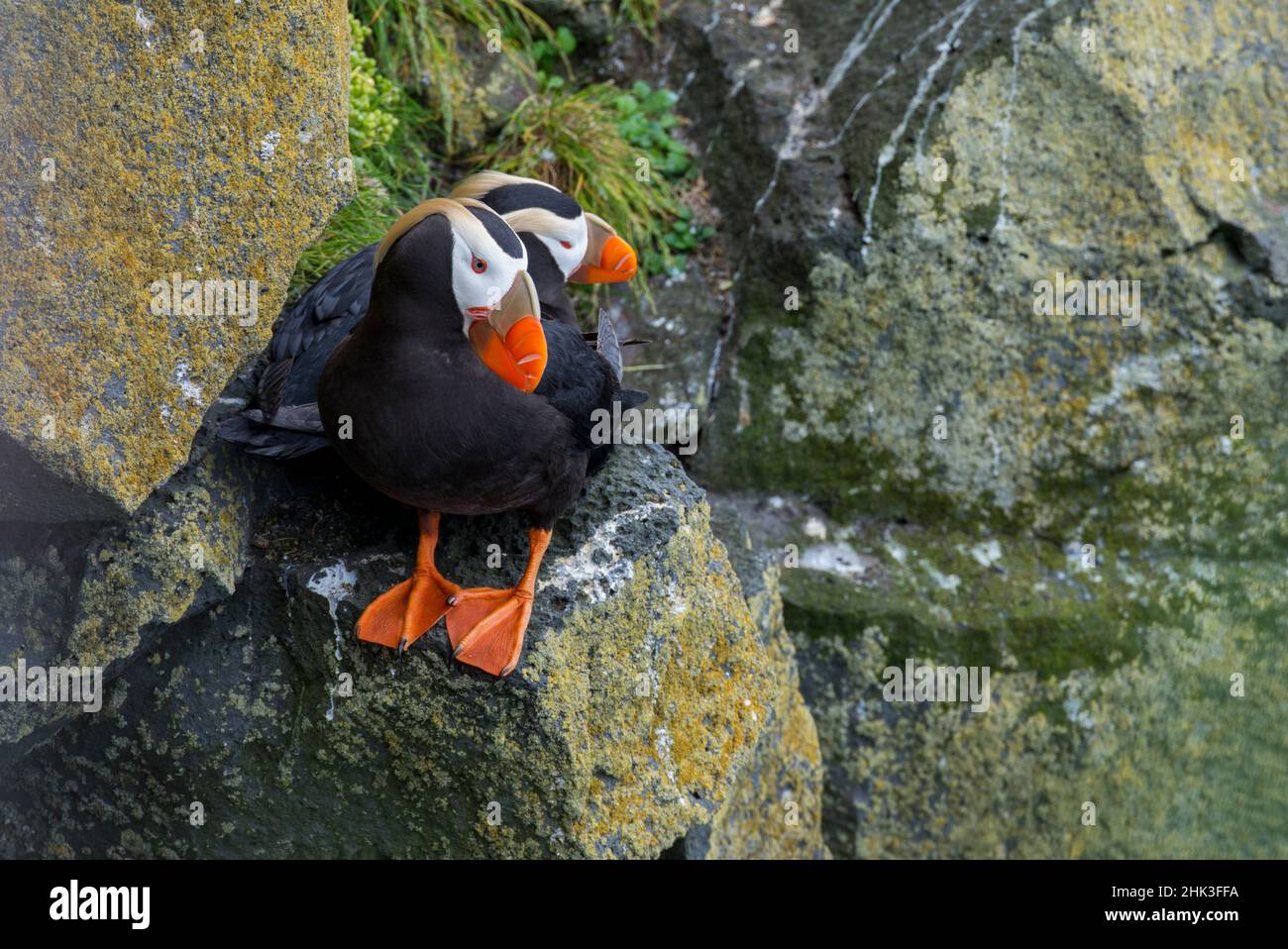Alaska, Pribilof Islands, Saint Paul (57-07-75N 170-18-07W) Tufted ...