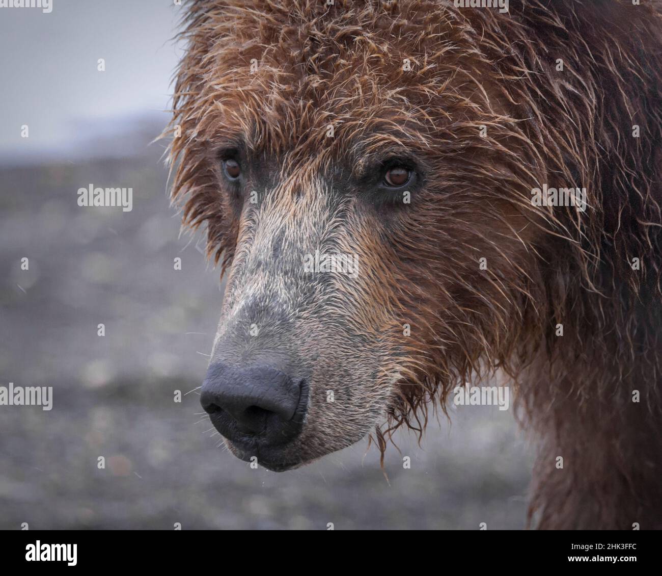 North America, USA, Alaska, Katmai National Park, Hallo Bay. Coastal ...